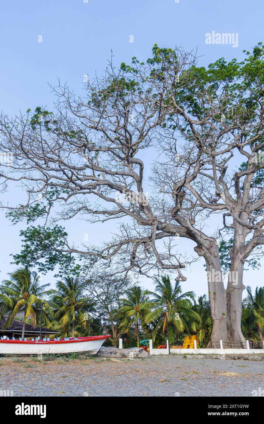 Impressive big old mango tree and boat at the beach of Ometepe vulcano ...