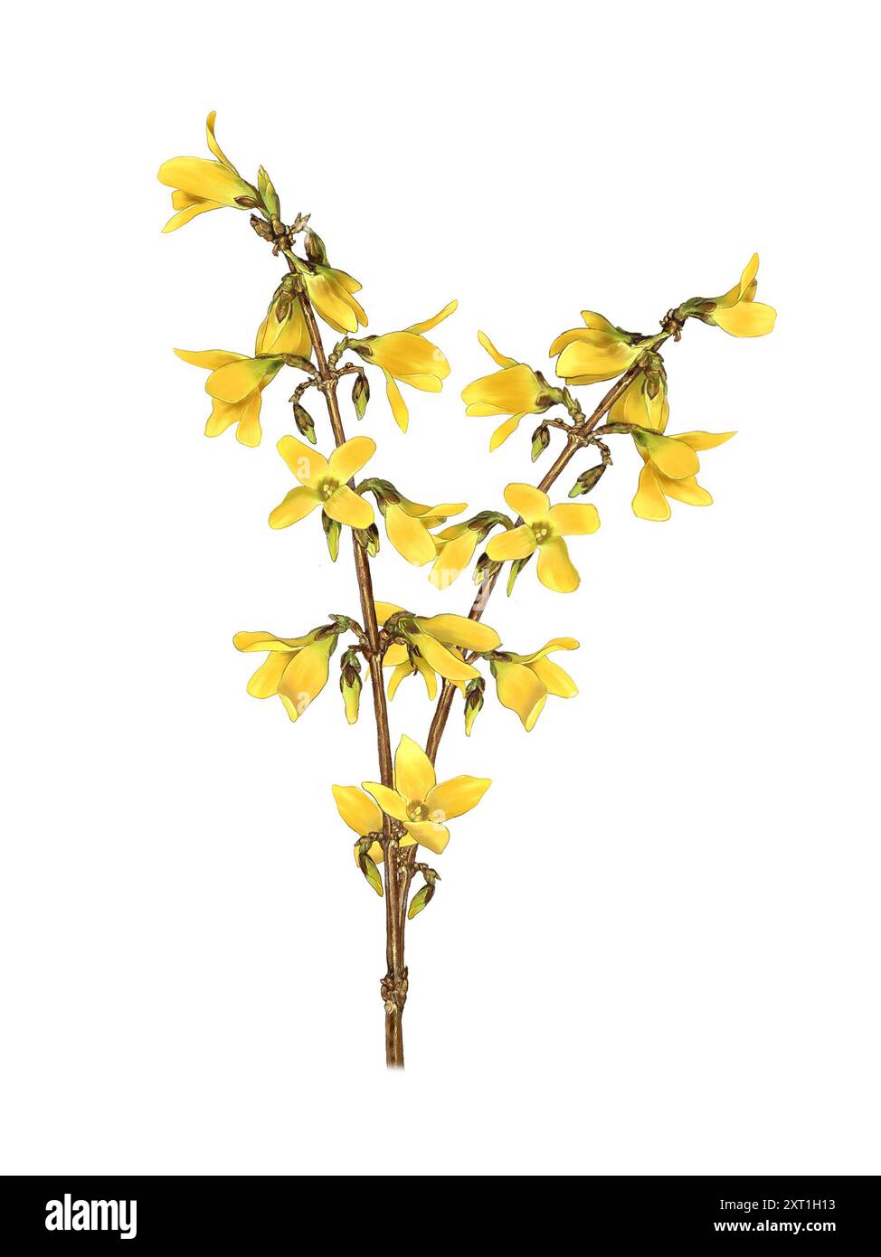 a detailed illustration of the forsythia Stock Photo - Alamy