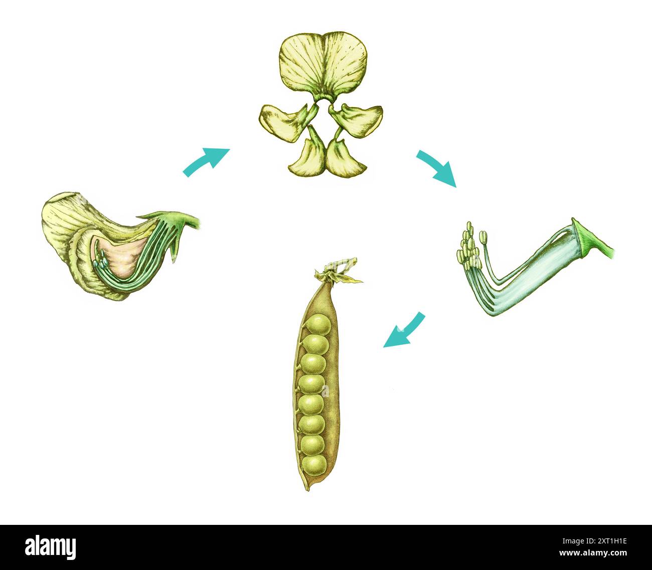 Botany diagram hi-res stock photography and images - Alamy