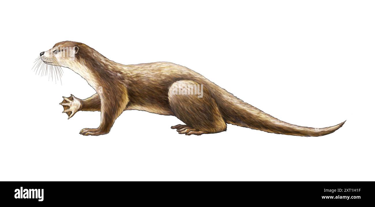 Otter with a Cut Out Stock Images & Pictures - Alamy