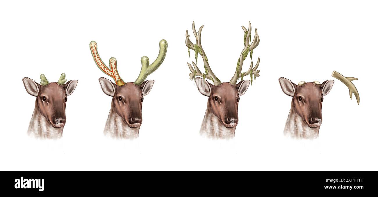 illustration of the deer horn cycle Stock Photo - Alamy