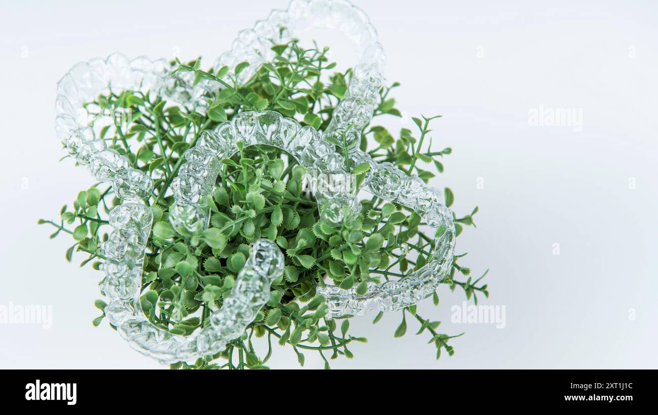 Invisible braces weigh on green leaves of home plant on white ...