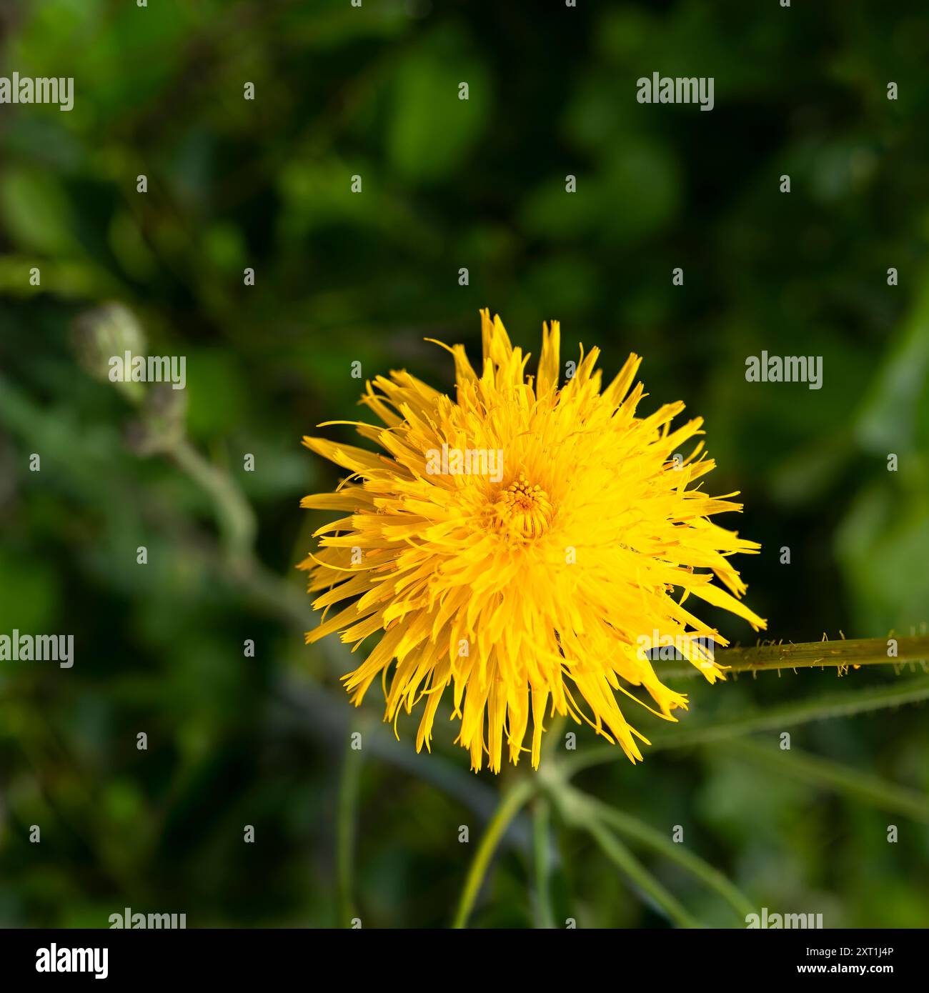 Dandelion flower head taraxacum hi-res stock photography and images - Alamy