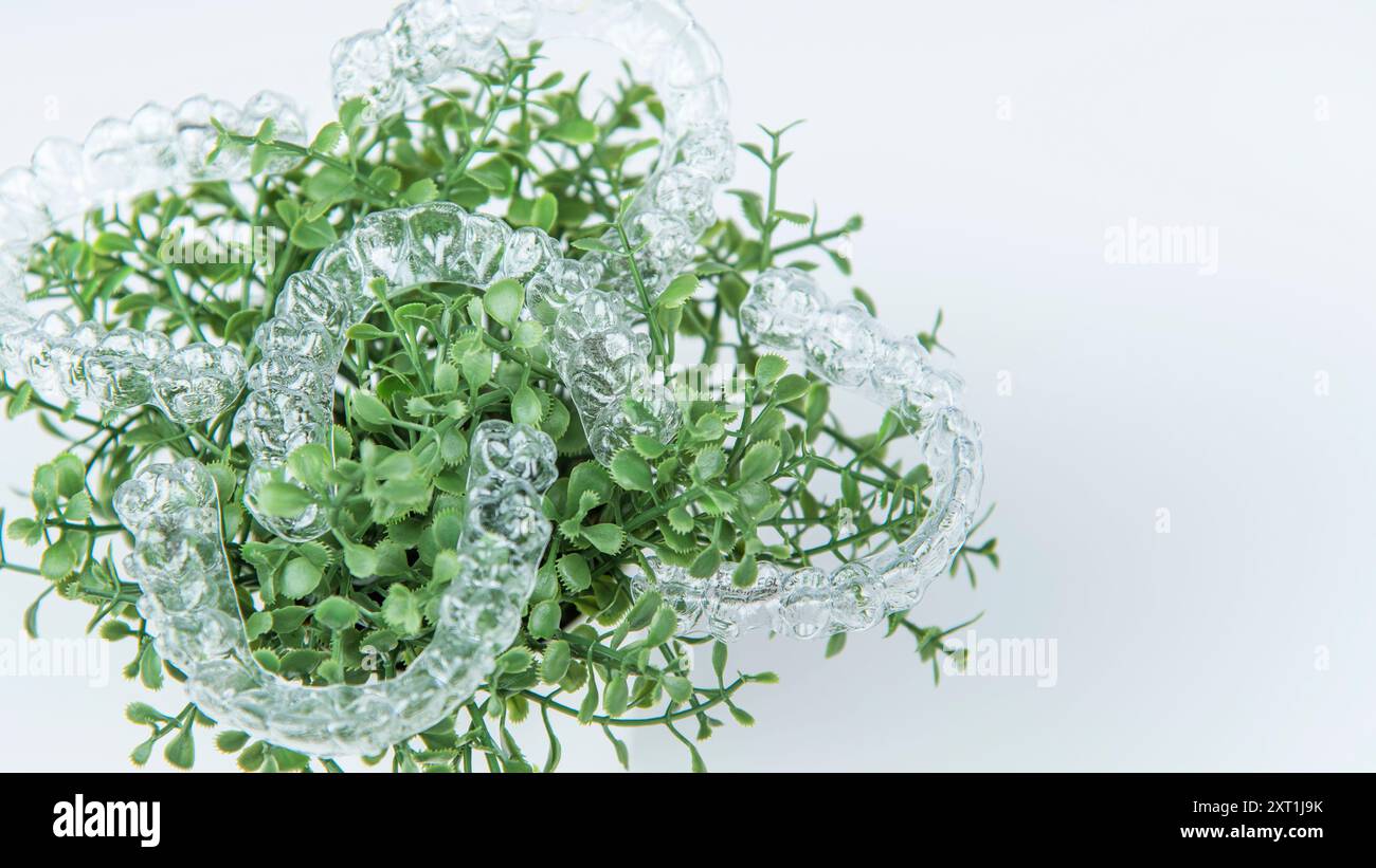 Invisible braces weigh on green leaves of home plant on white ...