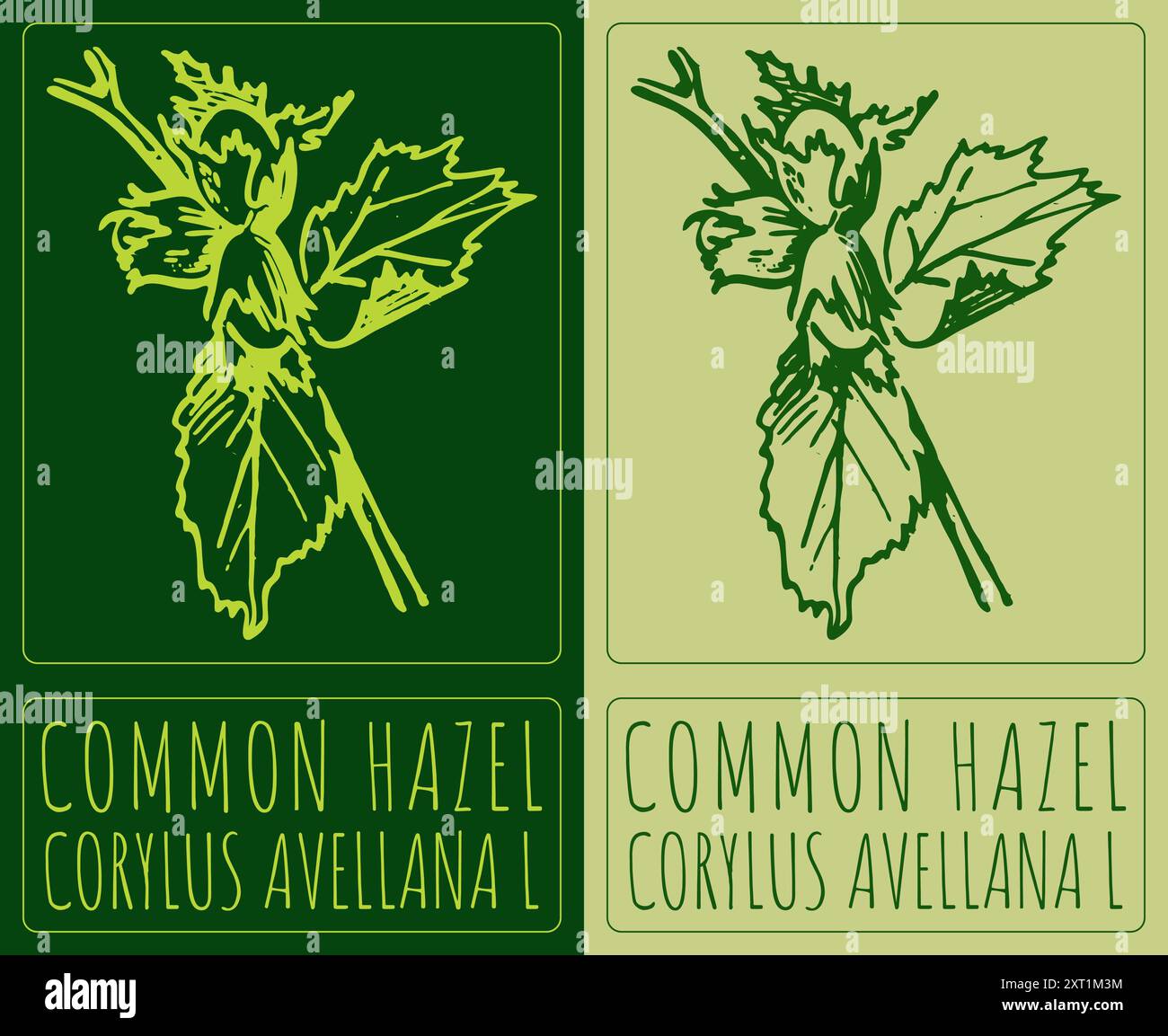 Vector drawing COMMON HAZEL. Hand drawn illustration. Latin name is ...