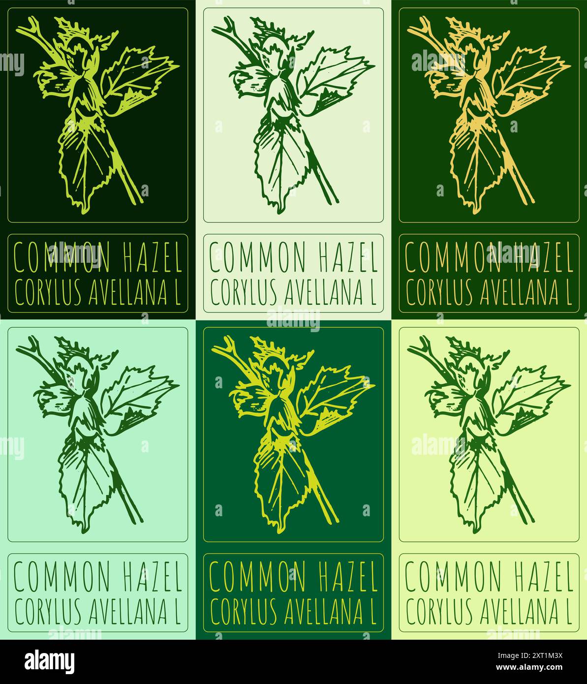 Set of vector drawing COMMON HAZEL in various colors. Hand drawn ...