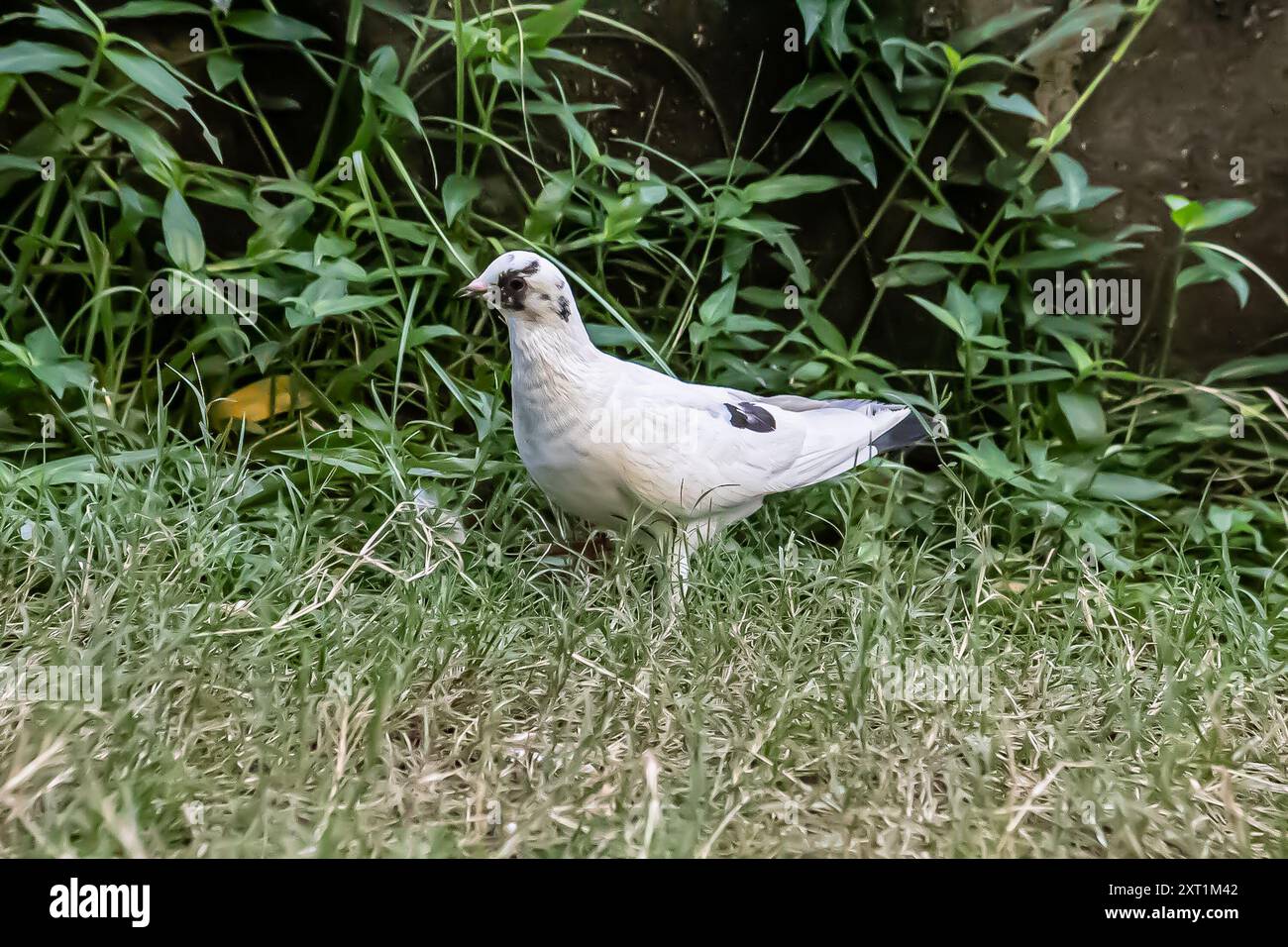 Pigeon feeding on insects hi-res stock photography and images - Alamy
