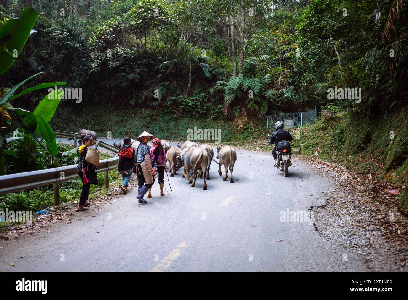 Herd of cattle being guided by local herders across a rural road with ...