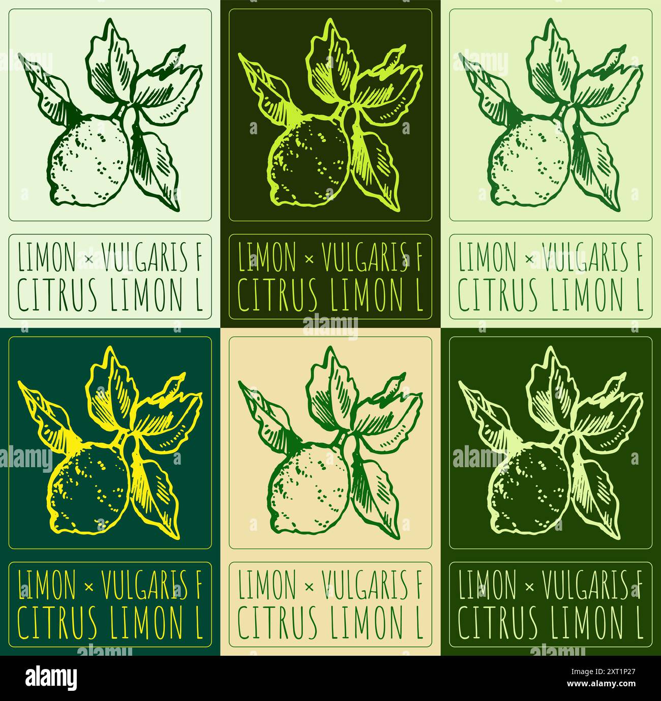 Set of vector drawing LIMON VULGARIS F in various colors. Hand drawn ...