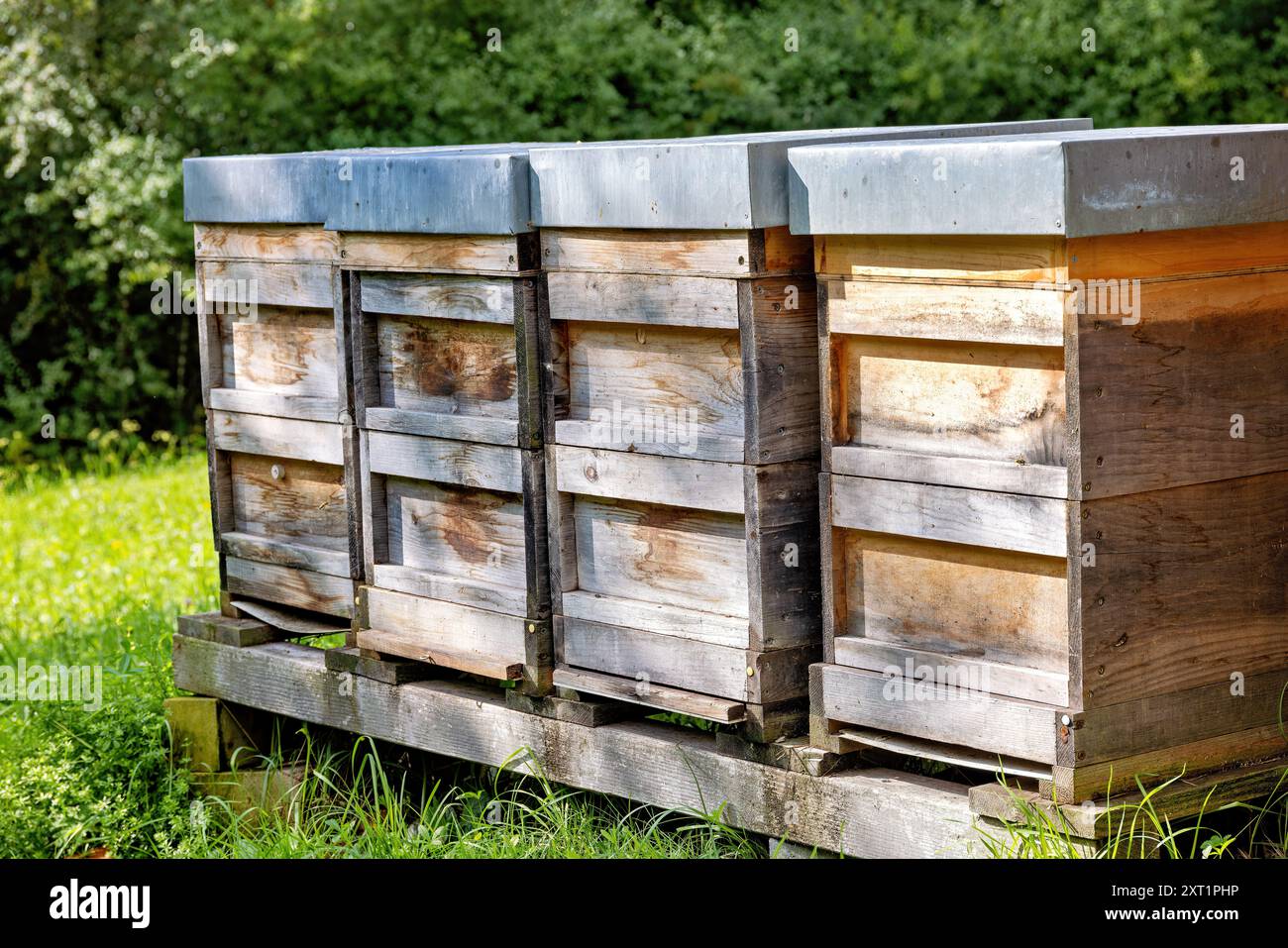 Many bees collect honey in hi-res stock photography and images - Alamy