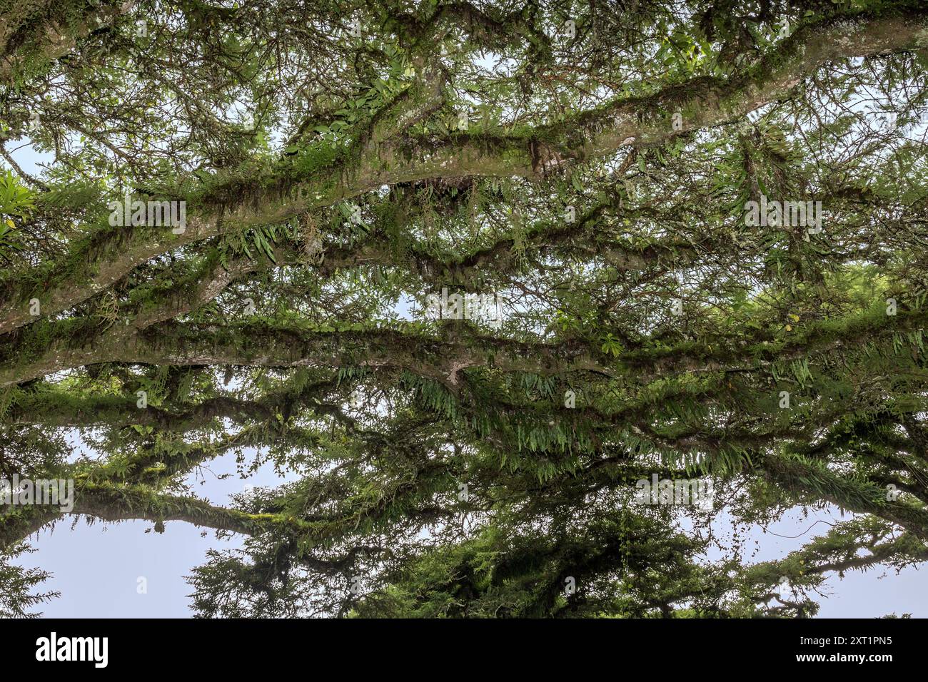 Acacia lahara hi-res stock photography and images - Alamy