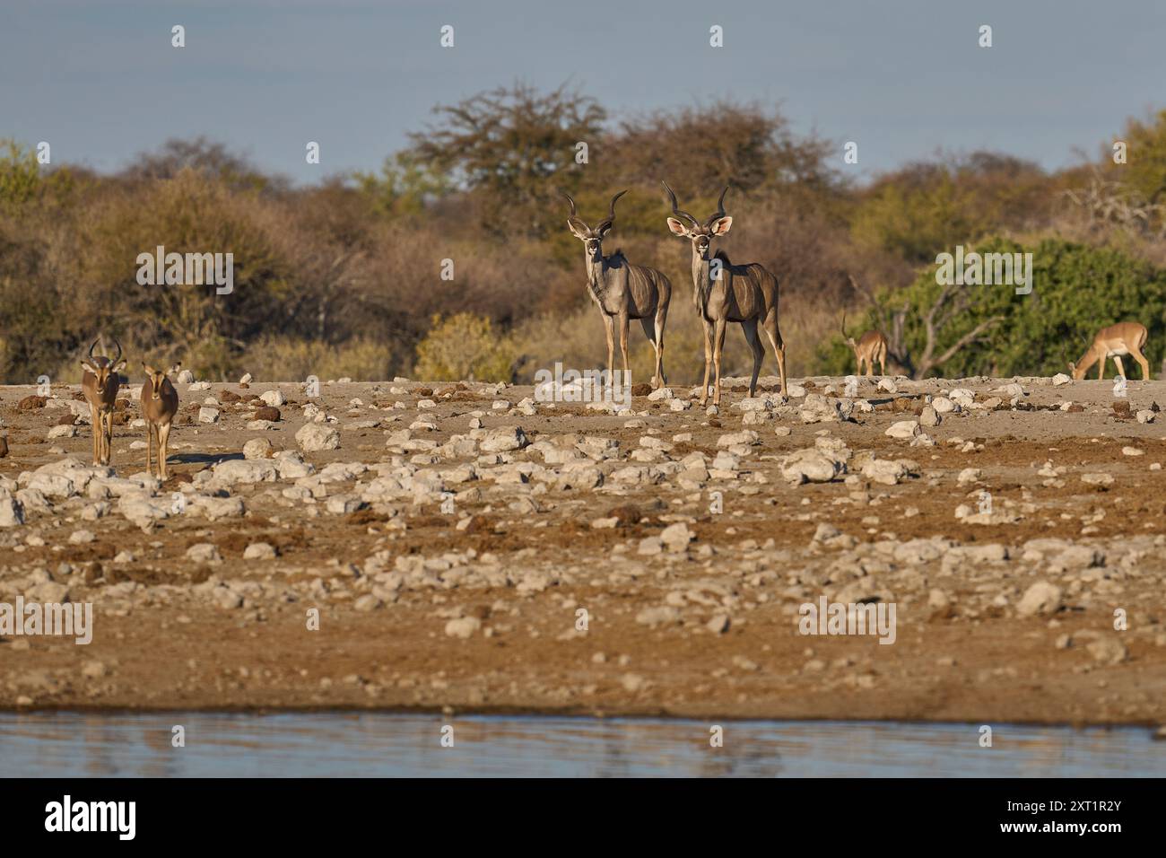 Greater Kudu (Tragelaphus strepsiceros) at a waterhole in Etosha National Park, Namibia Stock ...