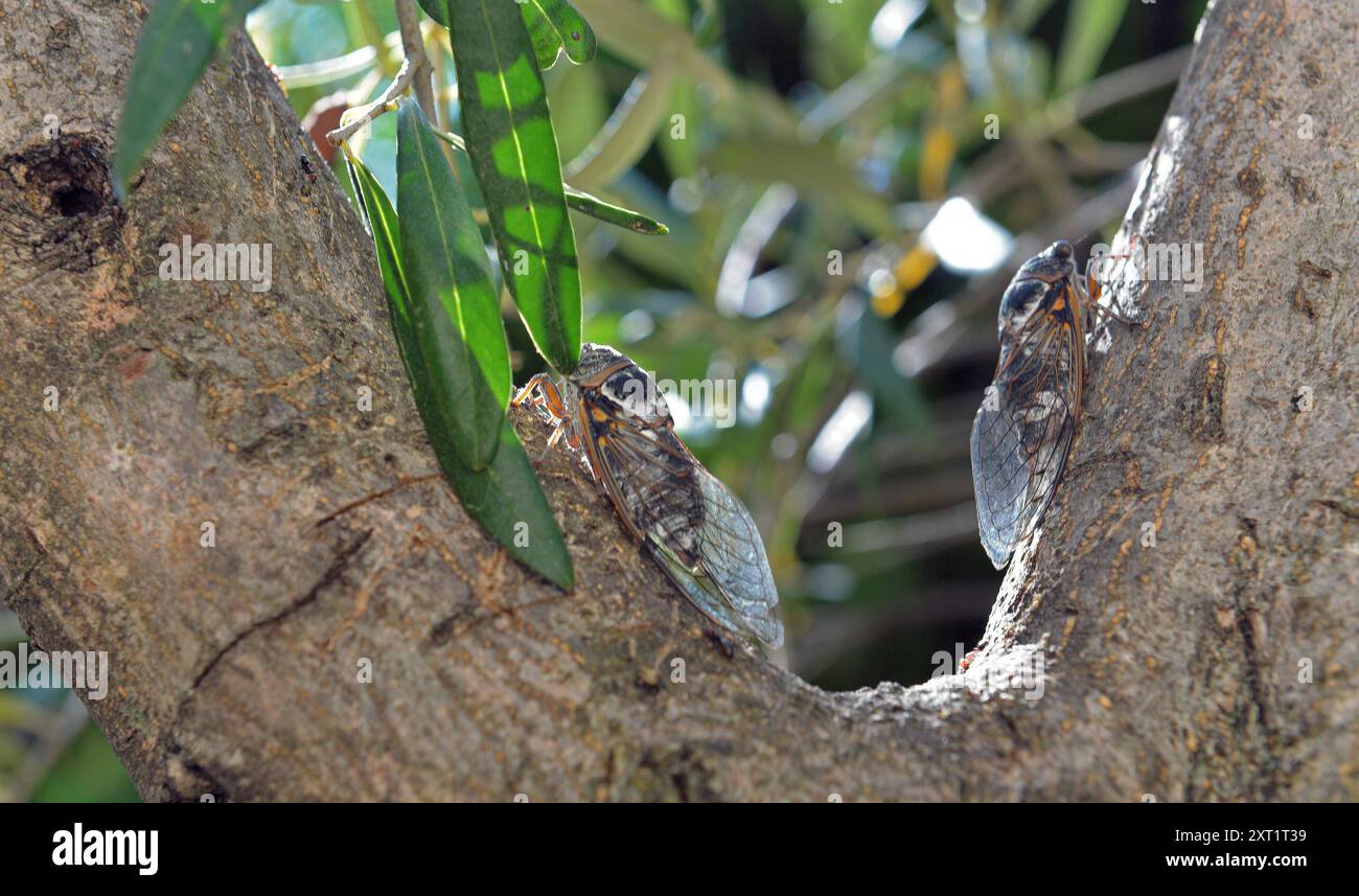 Cicada olive tree hi-res stock photography and images - Alamy