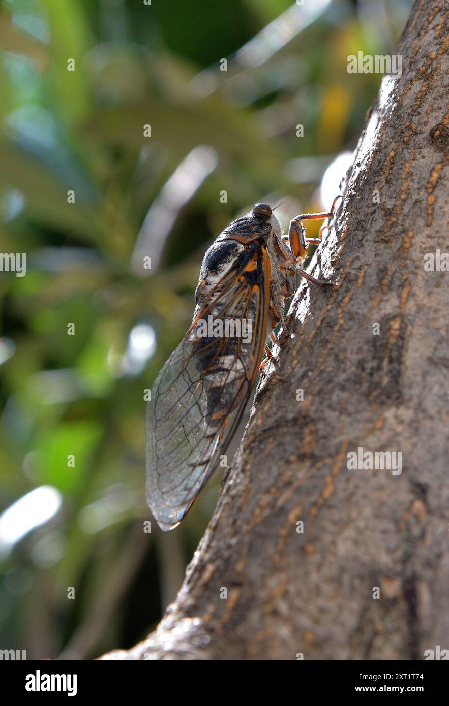 Cicada on a trunk olive tree in Provence Stock Photo - Alamy