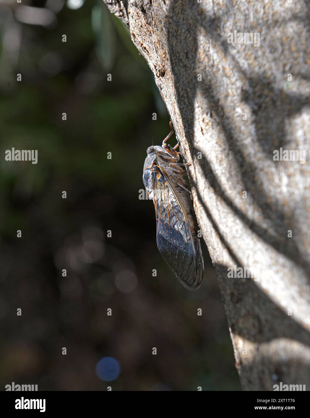Cicada on a trunk olive tree in Provence Stock Photo - Alamy