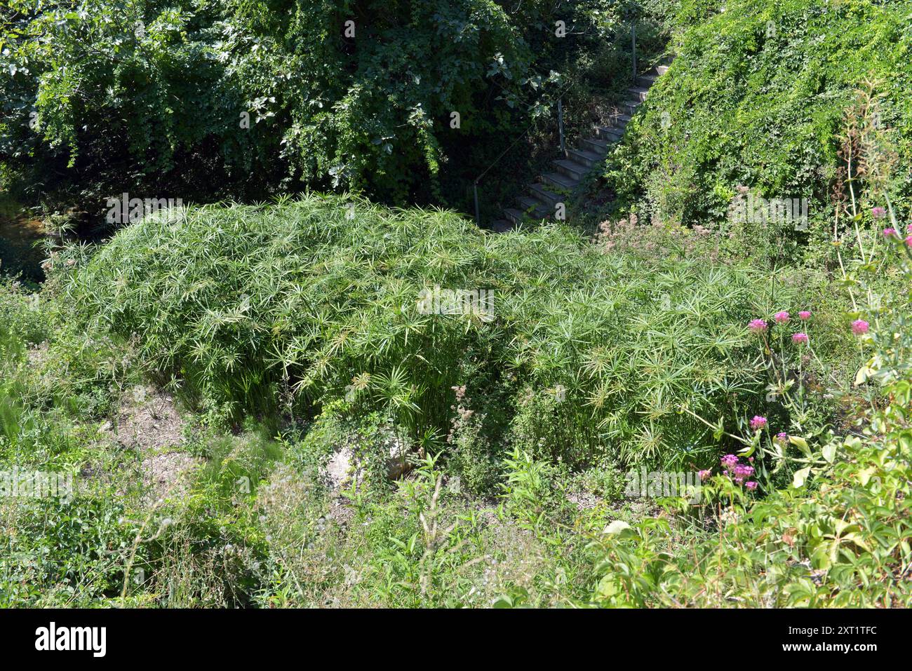 Surplus water released into the Las river by the dam spillway of le ...