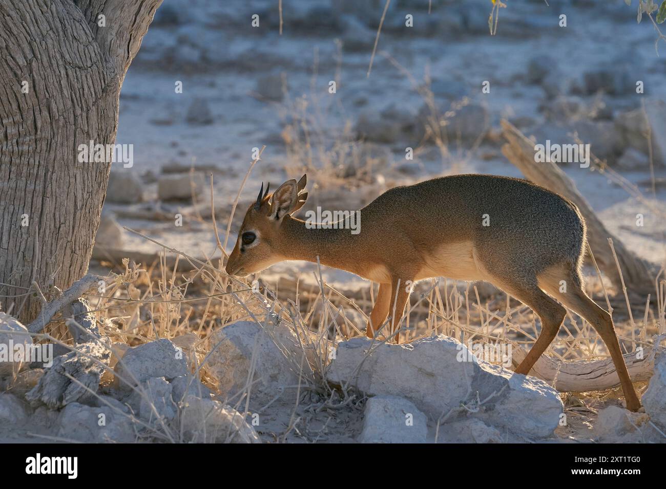 Male Damara Dik-dik (Madoqua kirkii) foraging for food in Etosha ...