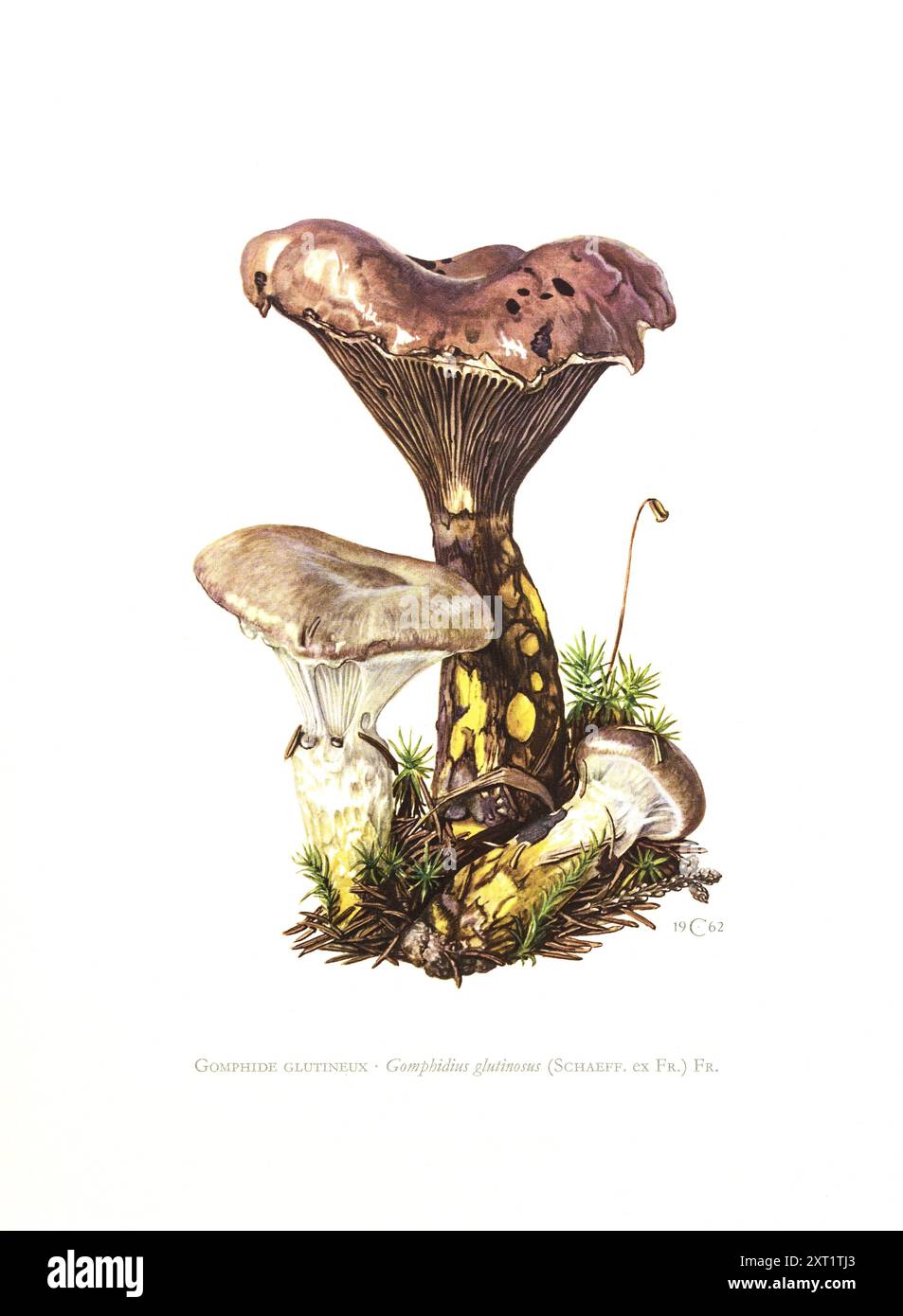 Illustration by Claus Caspari from the "Collection de Documents d ...