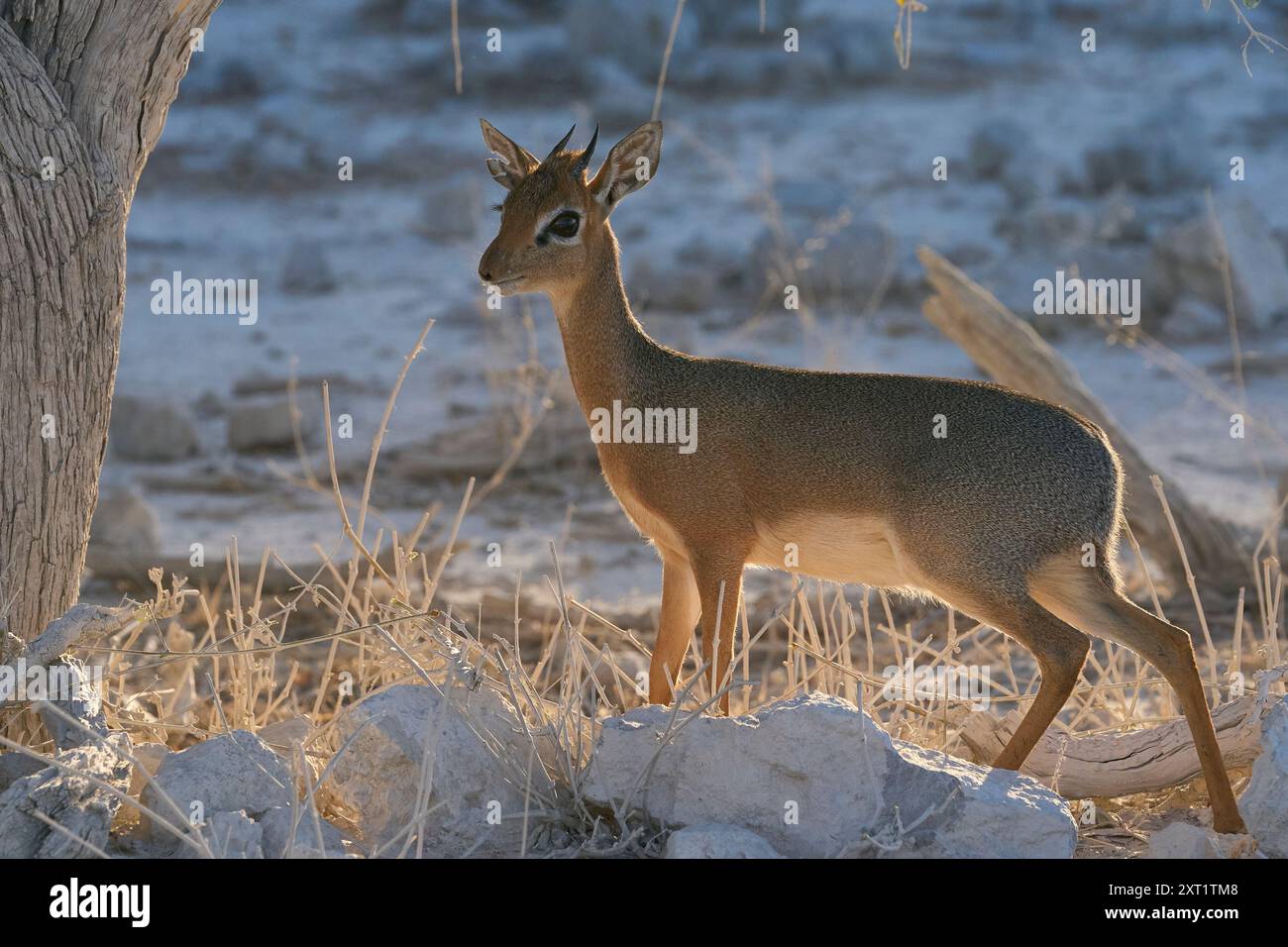 Male Damara Dik-dik (Madoqua kirkii) foraging for food in Etosha ...