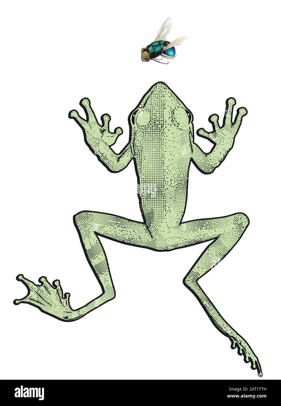 Frog with a fly. cutout illustration Stock Photo - Alamy