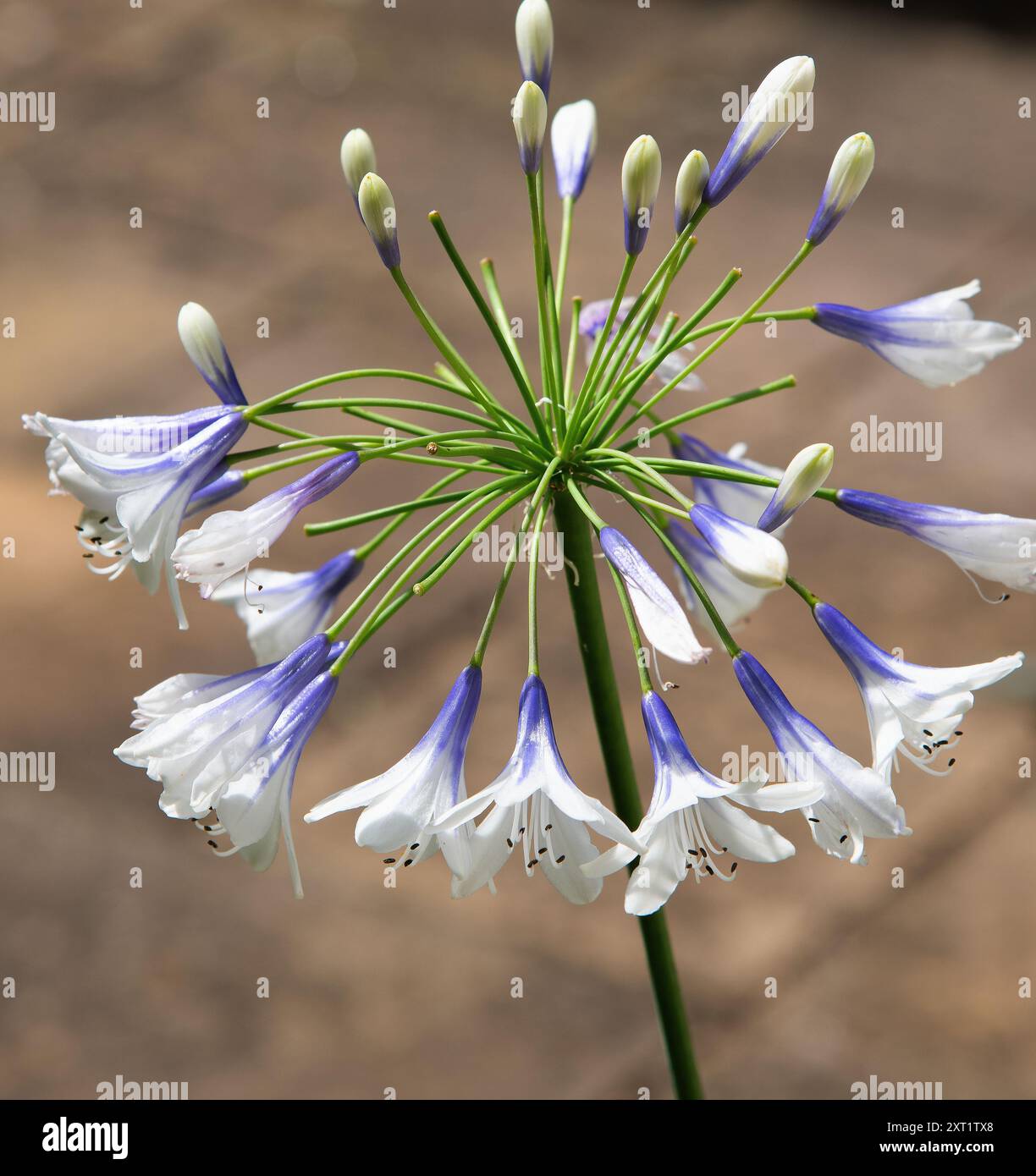 African lily twister hi-res stock photography and images - Alamy