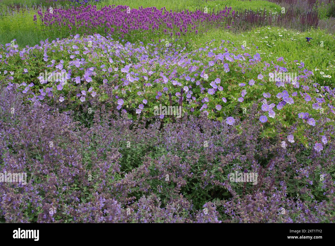 Several flowerbeds with light blue Geraniums, Nepeta and Stachys ...