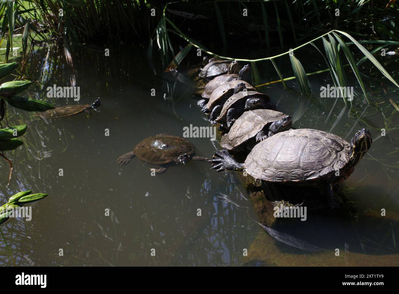 A group of Yellow-bellied sliders, semiaquatic turtles, sits on a tree ...