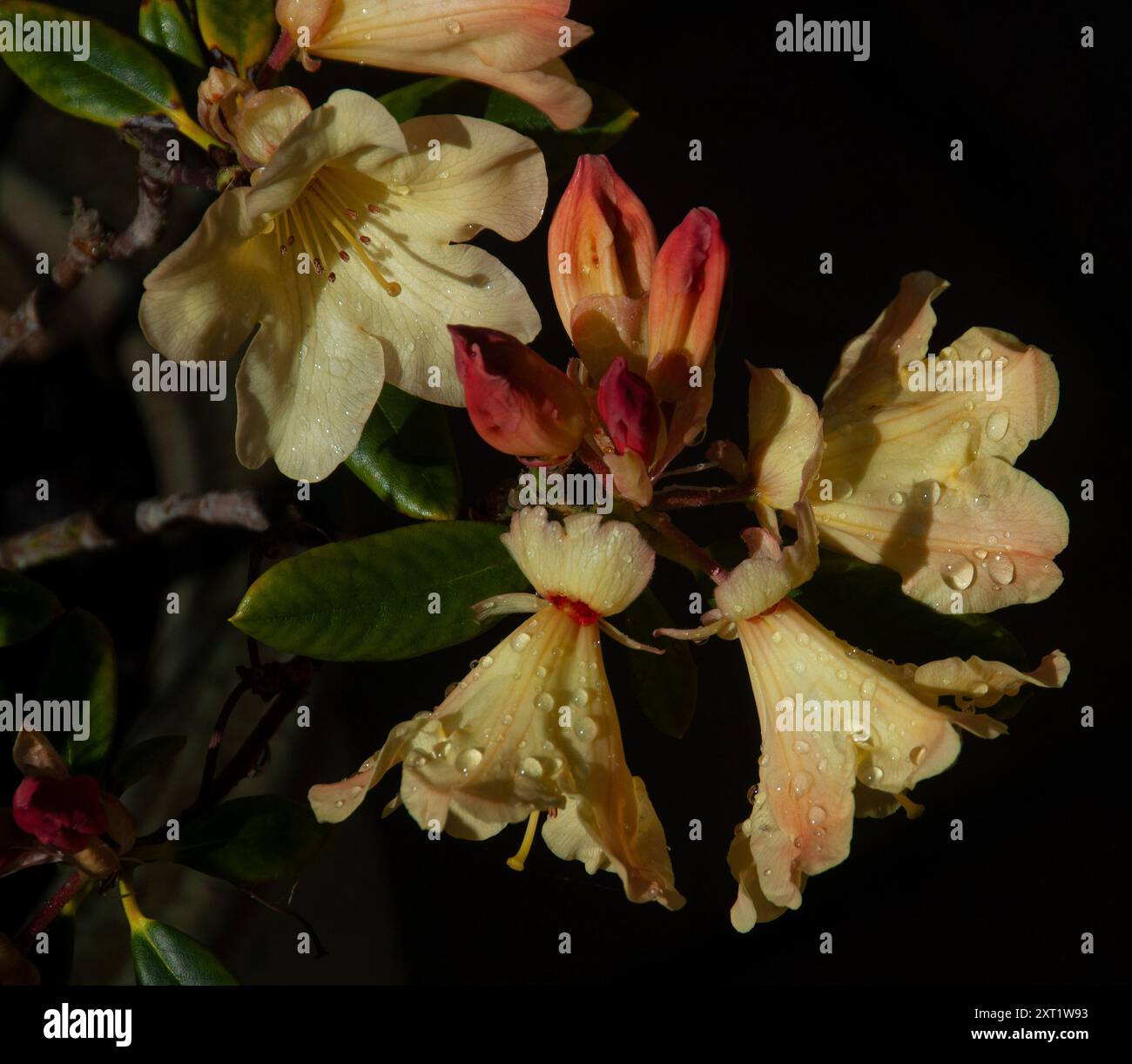 A striking creamy yellow azalea with flaming orange buds in the Italian ...