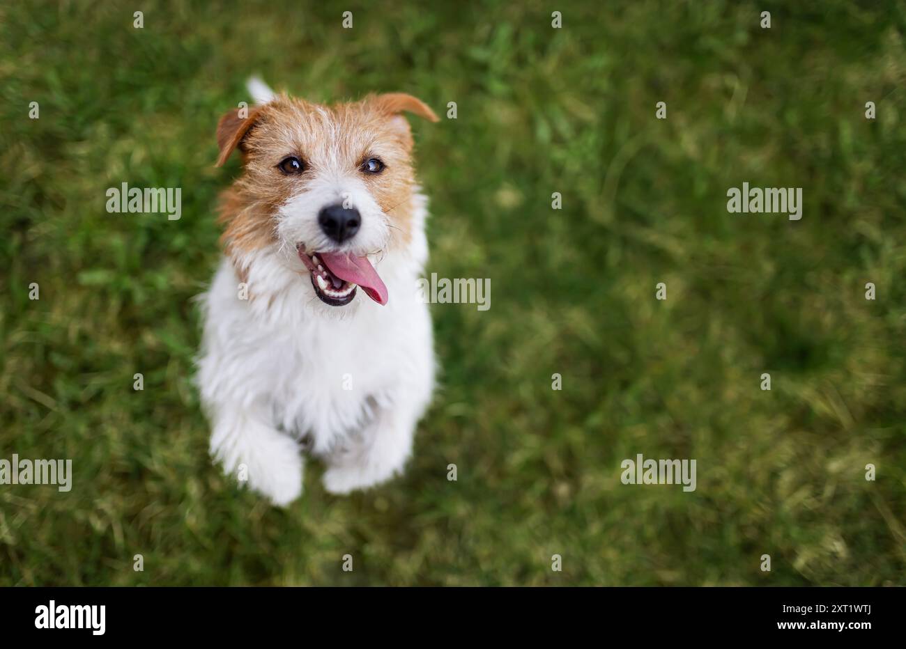 Jack russell terrier begging owner hi-res stock photography and images ...