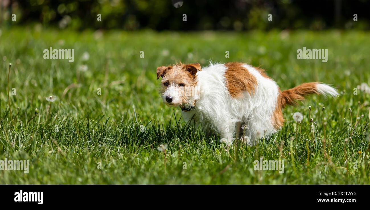 Dog doing toilet in the grass. Pooping, defecating, pet excrement ...