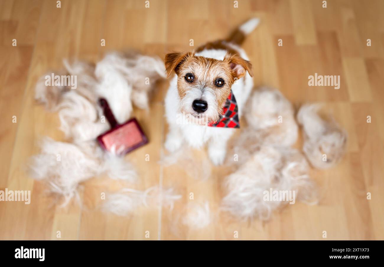Face of a cute molting dog with her hair and brush. Pet brushing ...