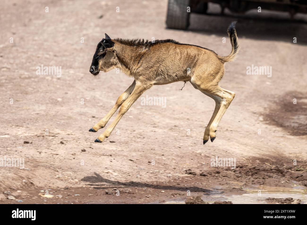 Calf with umbilical cord, leaping across road in front of vehicle, due ...