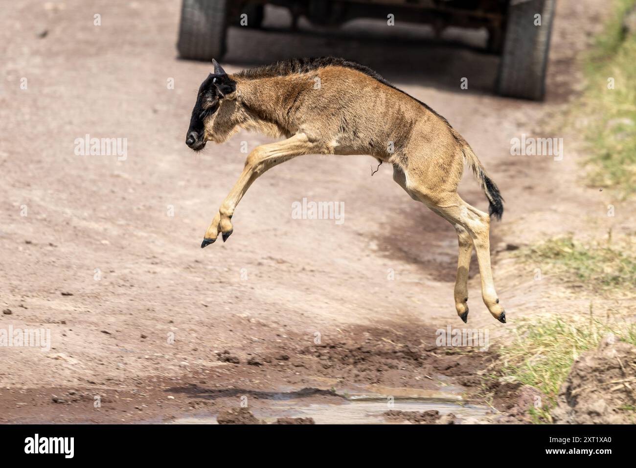 Calf with umbilical cord, leaping across road in front of vehicle, due ...