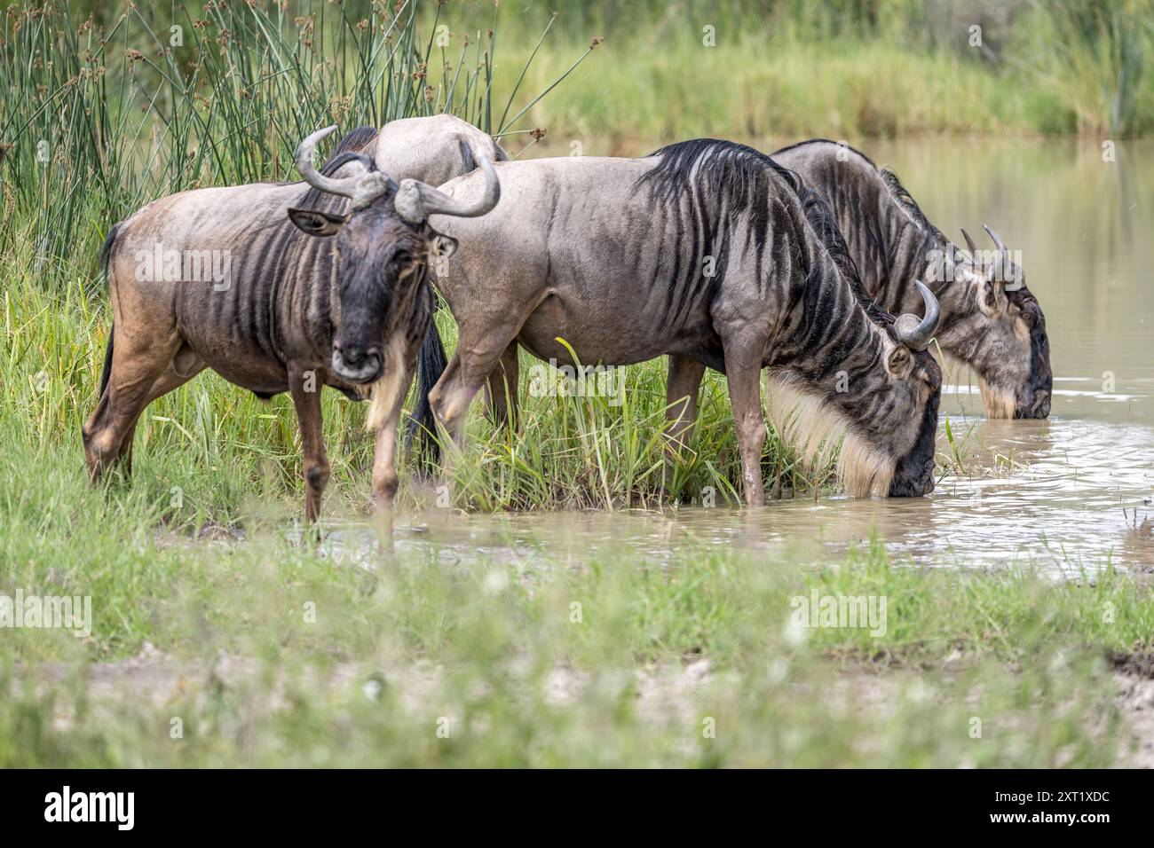 Western white-bearded wildebeest, Ngorongoro Crater, Tanzania Stock ...