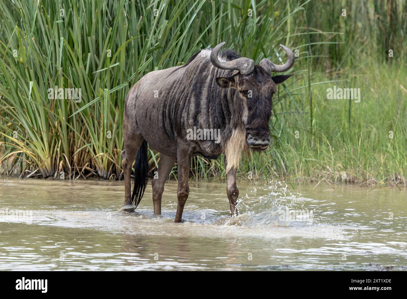 Western white-bearded wildebeest, Ngorongoro Crater, Tanzania Stock ...