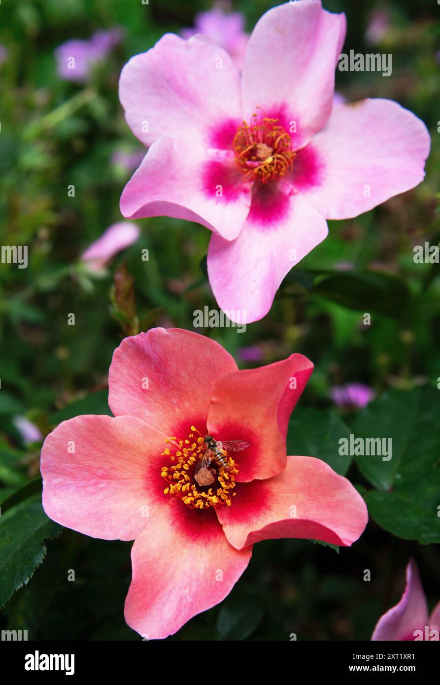 Rosa 'For Your Eyes Only' Stock Photo - Alamy