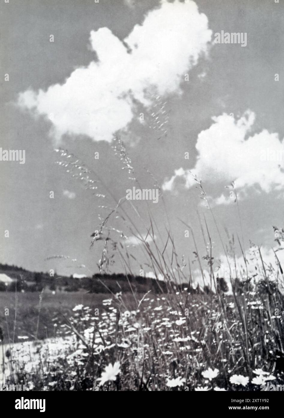 A photograph captures a idyllic field in Germany during the summer ...