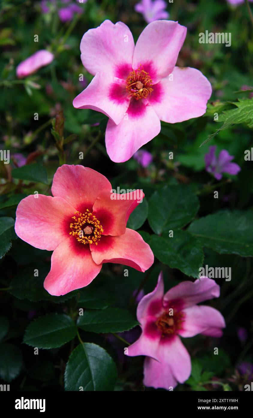 Rosa 'For Your Eyes Only'; a compact shrub rose; glossy; dark green ...