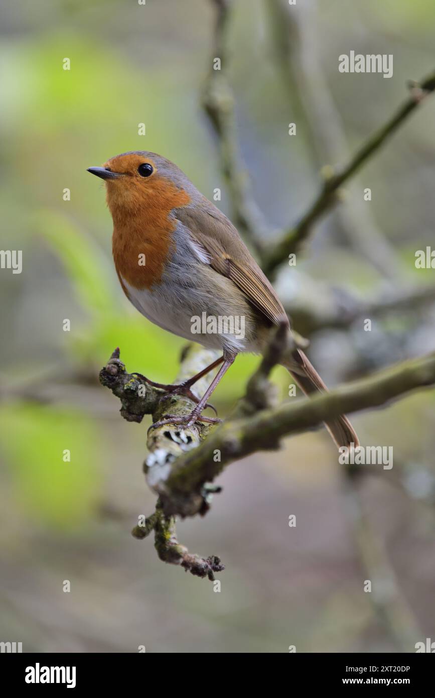 A robin in a tree Stock Photo - Alamy