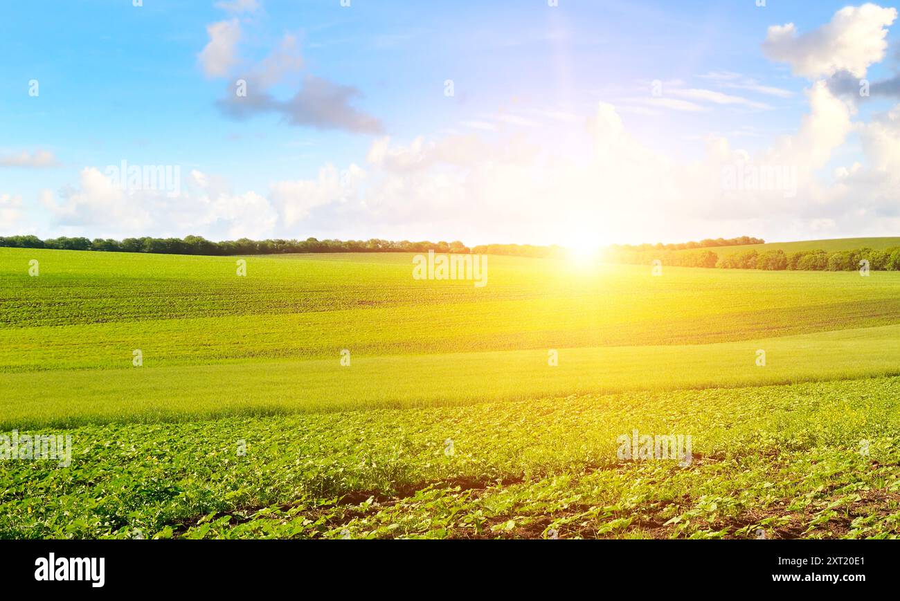 Dawn over field with young sprouts sunflower Stock Photo - Alamy