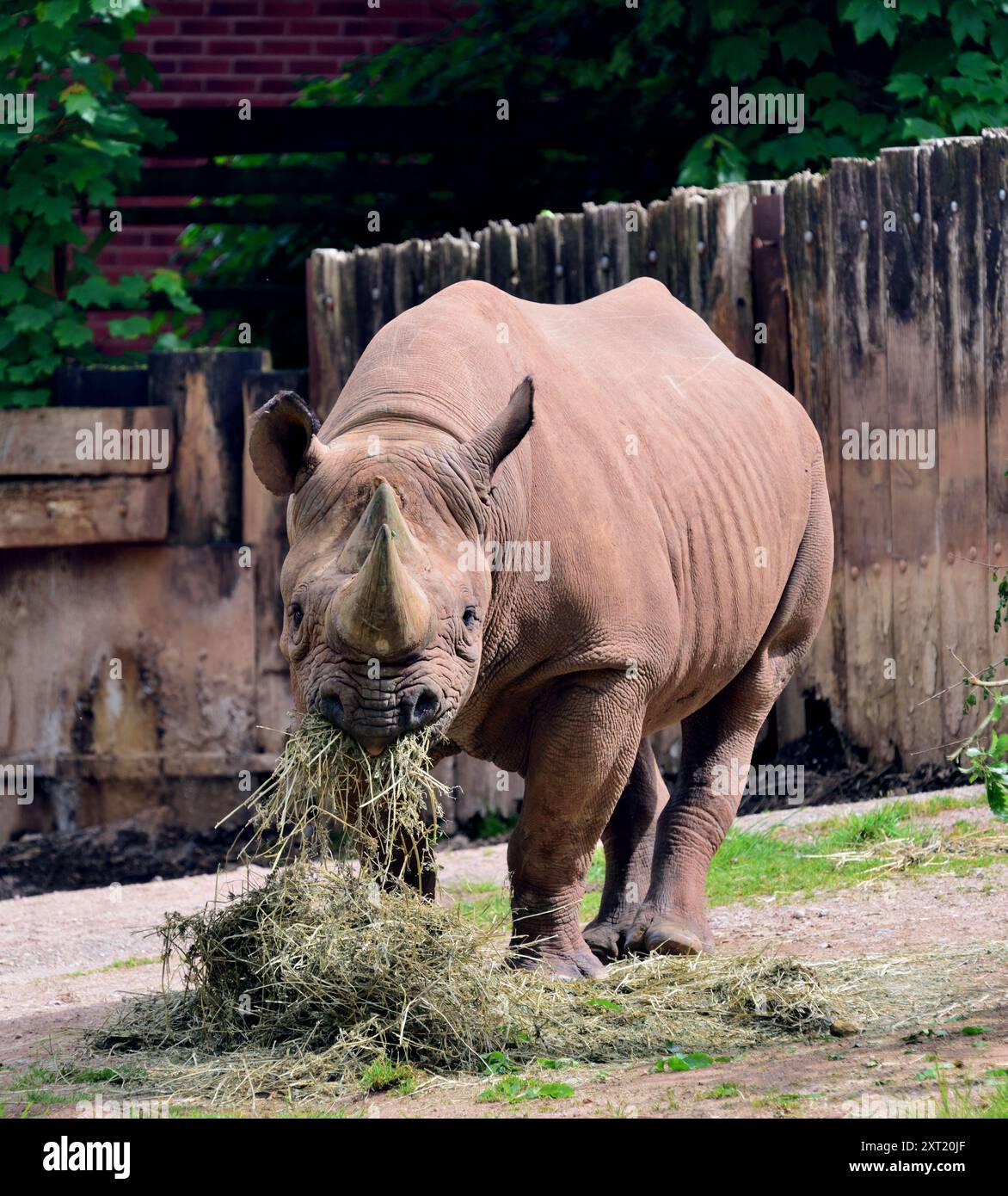 A male black rhinoceros at Paignton zoo Stock Photo - Alamy