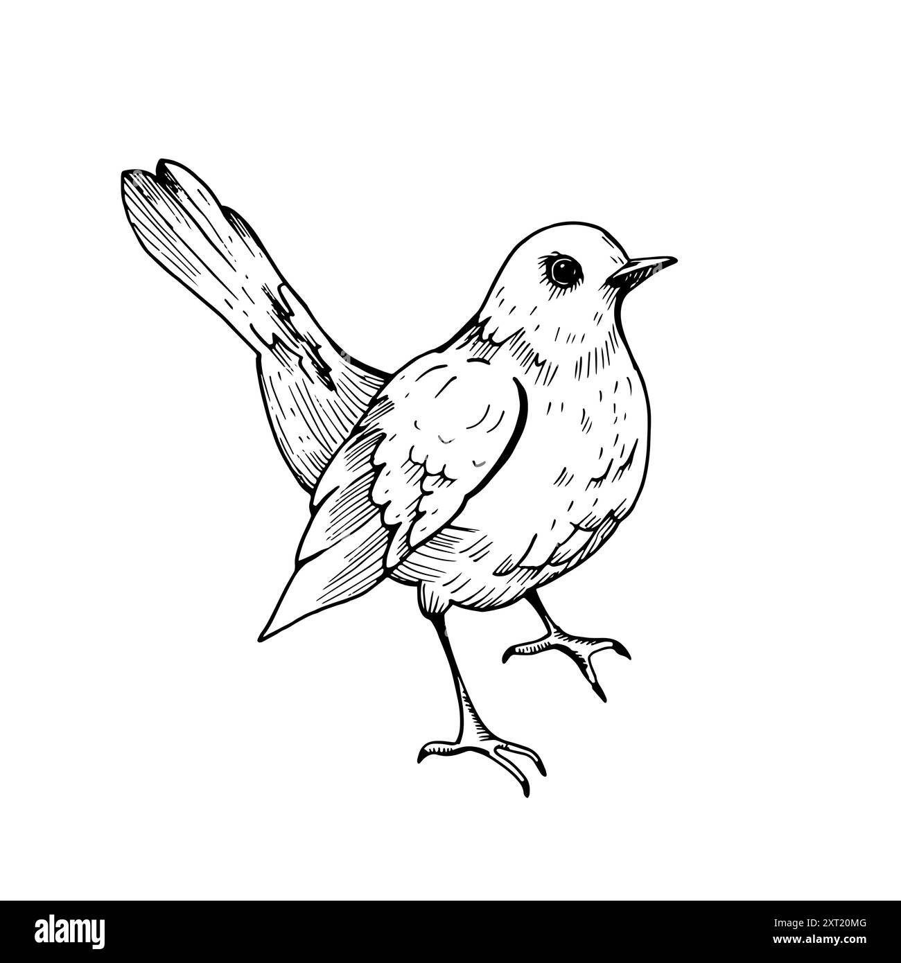 Blackbird vector illustration hand drawn. Graphic bird on white ...