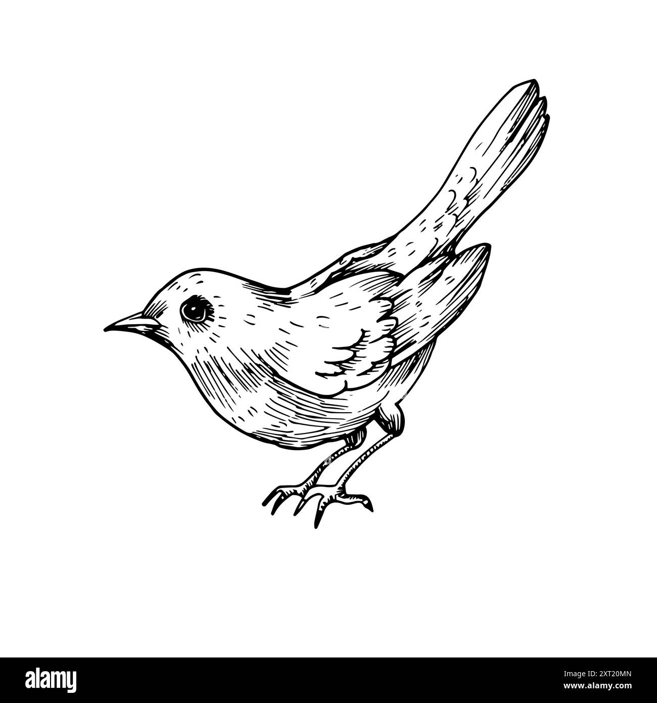 Blackbird vector illustration hand drawn. Graphic bird on white ...