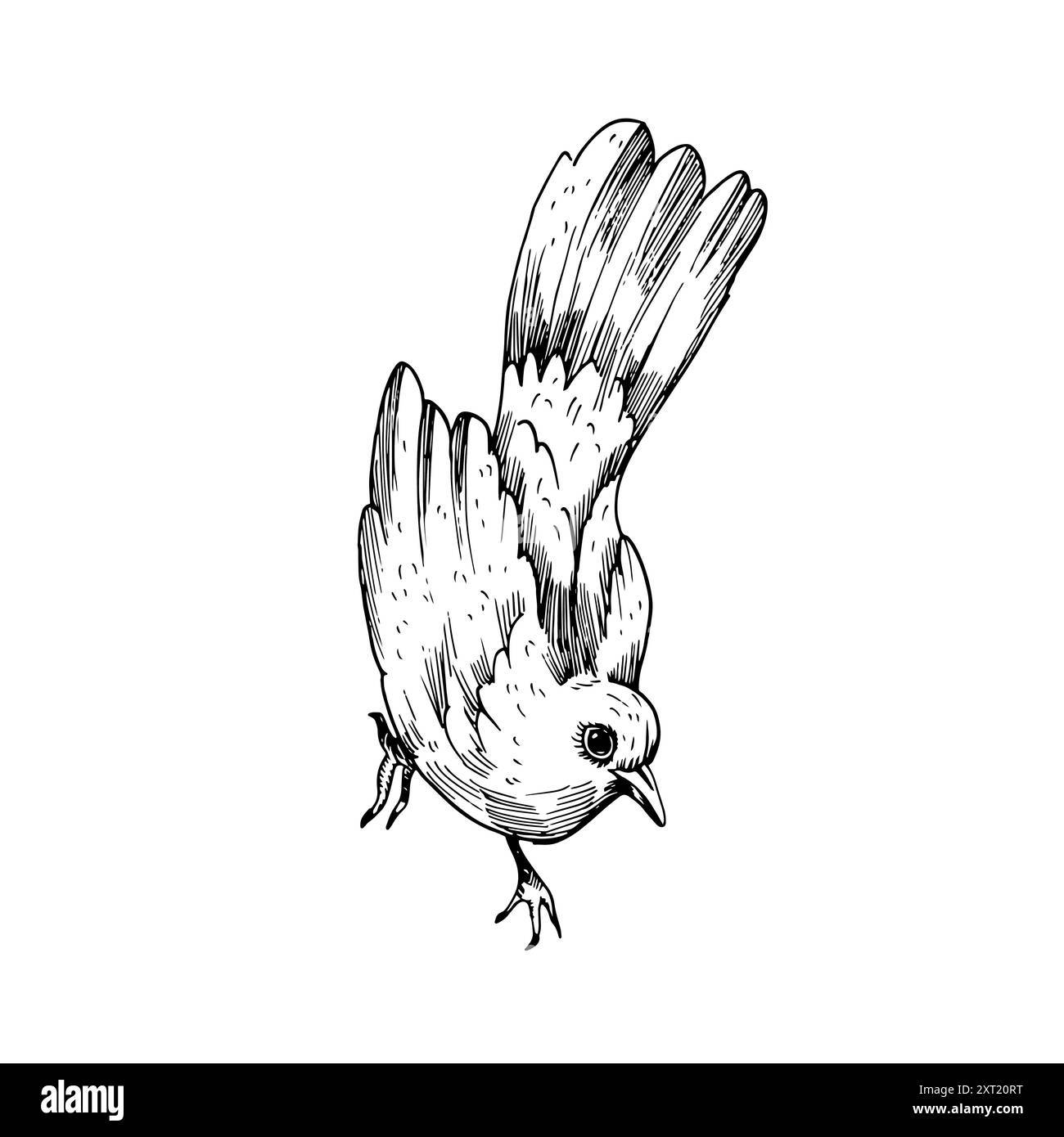 Blackbird vector illustration hand drawn. Graphic bird on white ...