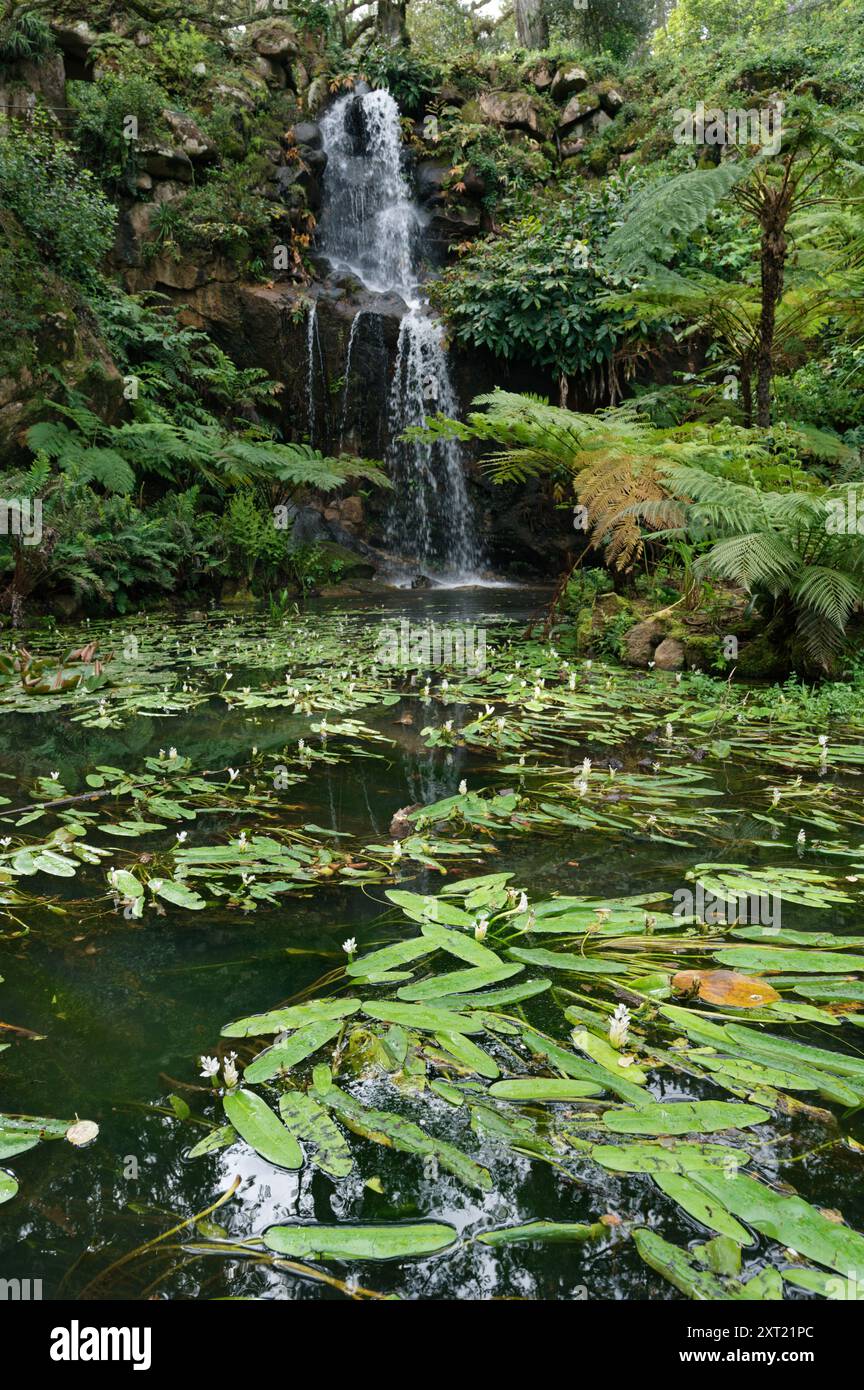 A tranquil pond with floating lily pads, surrounded by lush ferns ...