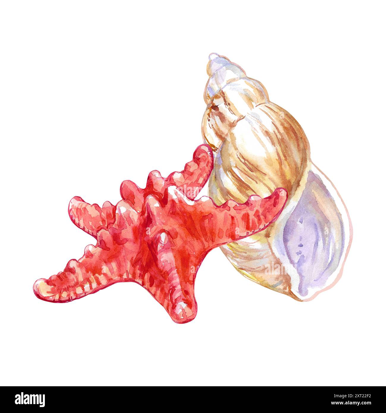 Shell of surface and creature underwater world. Starfish, Asterias ...