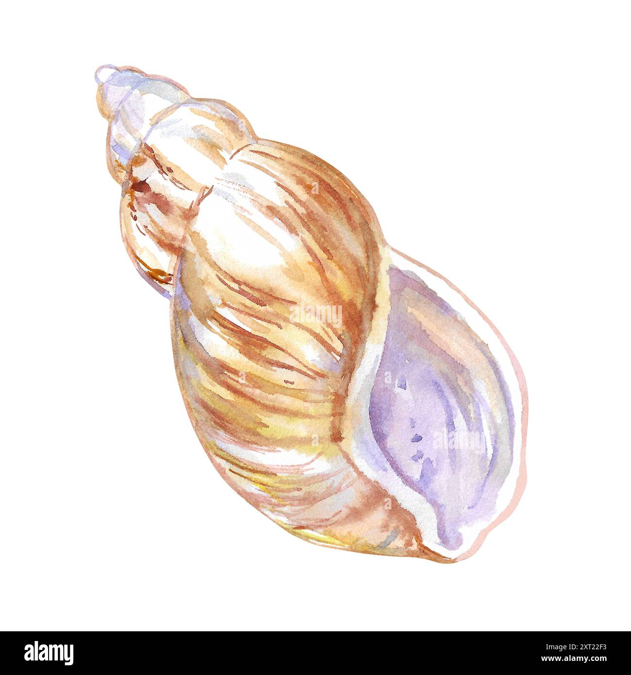 Shell isolate of surface world painted in watercolor. Euglandina rosea ...