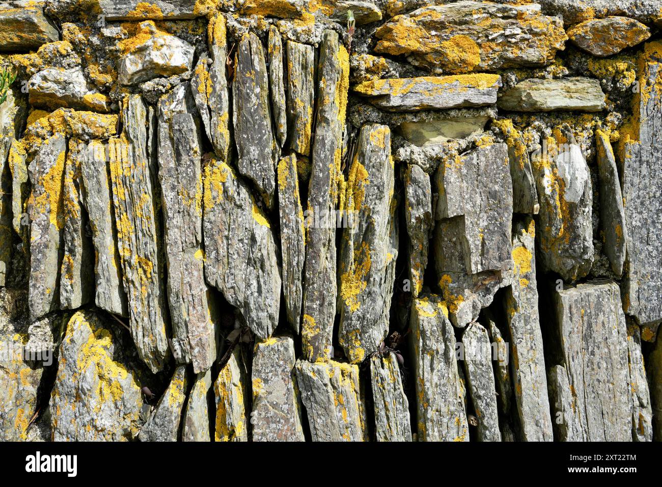 Yellow mustard powder lichen on rough built stone wall Stock Photo - Alamy