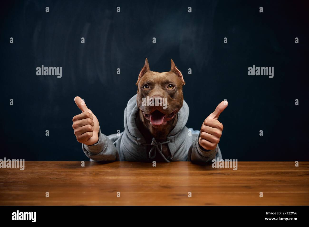 Confidence and approval. Purebred dog, brown Pitbull wearing gray ...