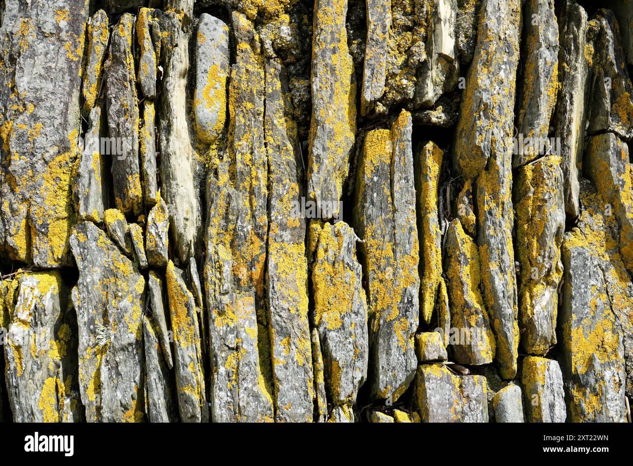 Yellow mustard powder lichen on rough built stone wall Stock Photo - Alamy